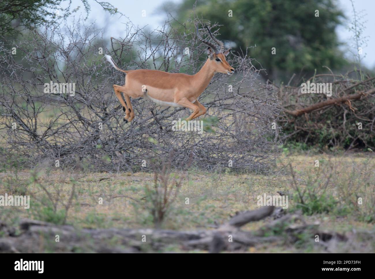 Kruger national park, South Africa Stock Photo - Alamy