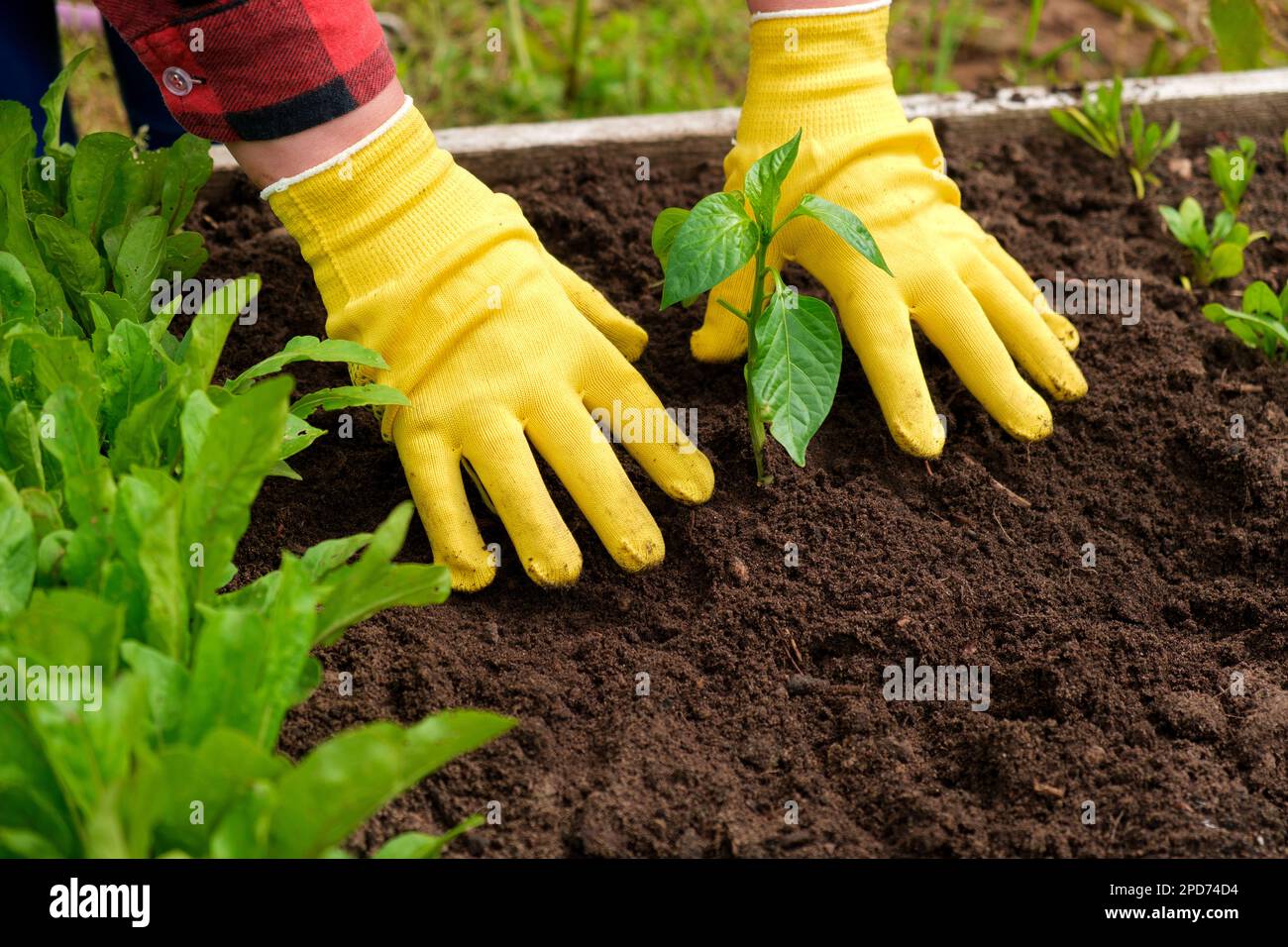 Hand of gardener seedling young vegetable plant in the fertile soil ...