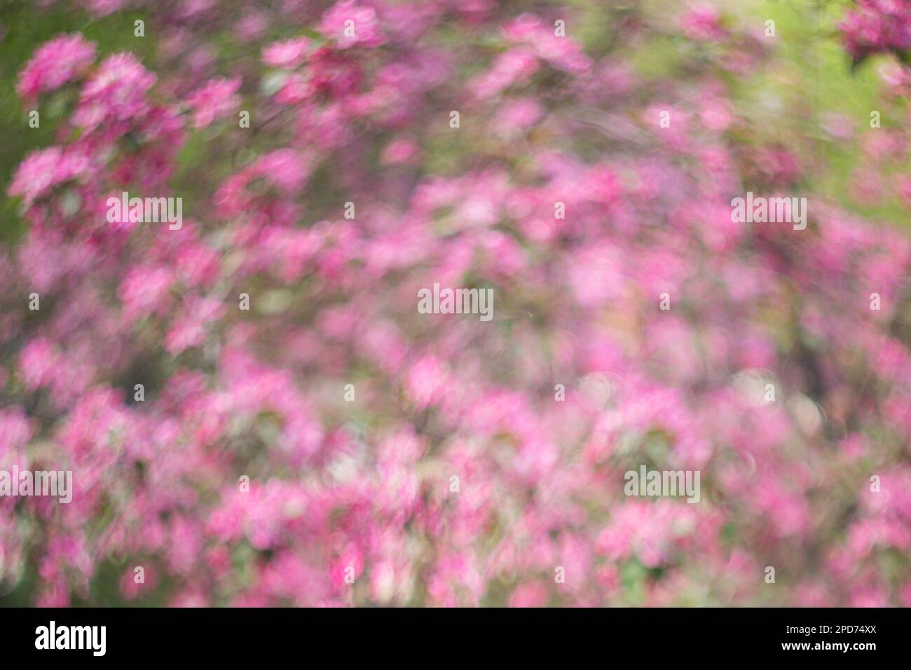 The blossoming apple-tree in a spring garden Stock Photo - Alamy