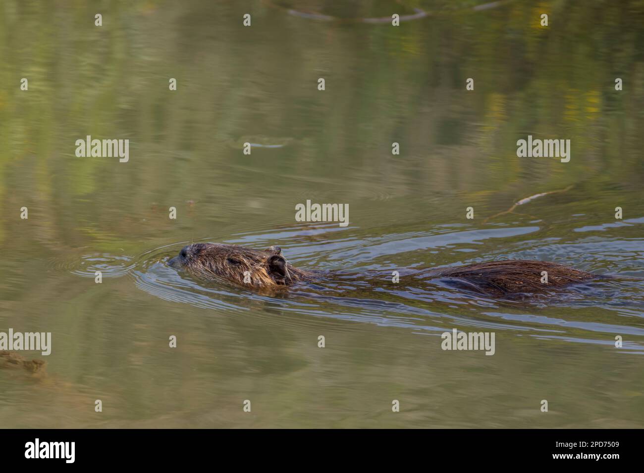 Nutria swimming hi-res stock photography and images - Alamy