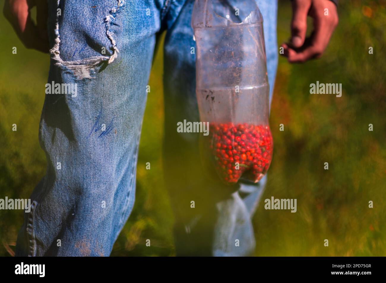 A plastic bottle filled with collected chiltepin peppers is seen hung ...