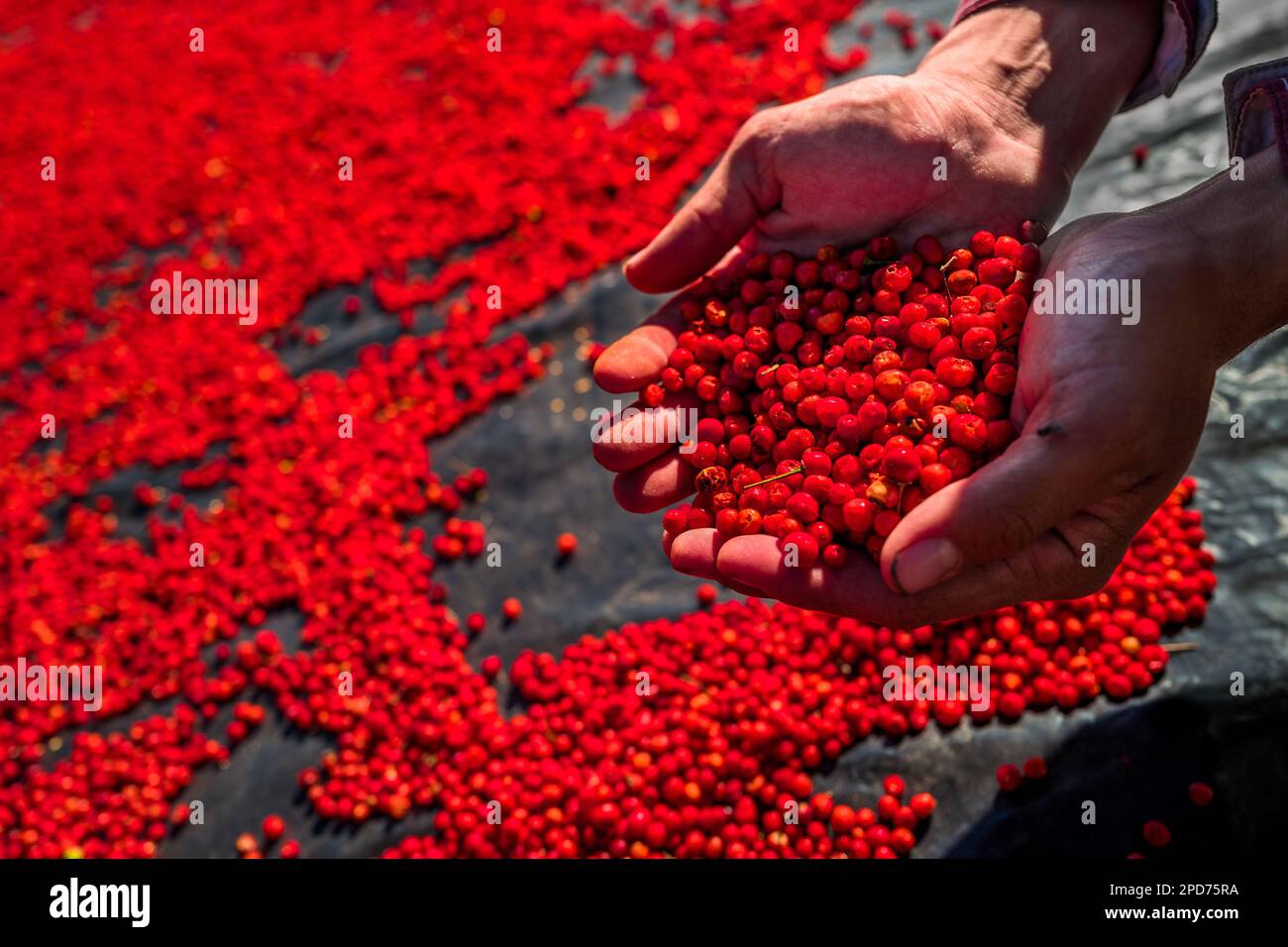 A Mexican farmer checks the drying stage of chiltepin peppers, a wild ...