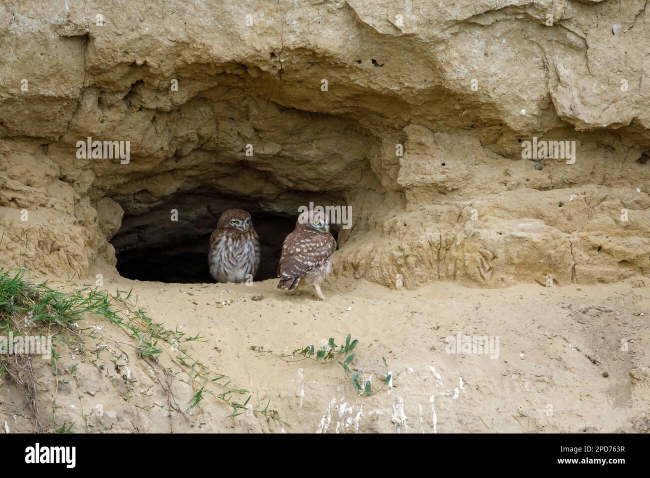 The Little Owls in a Cave in the Danube Delta of Romania Stock Photo ...