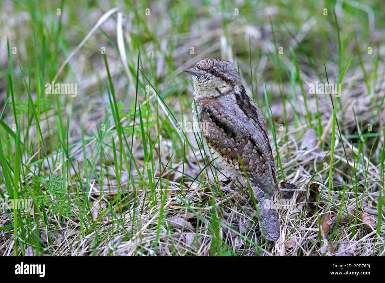 Eurasian wryneck / northern wryneck (Jynx torquilla) foraging on the ...