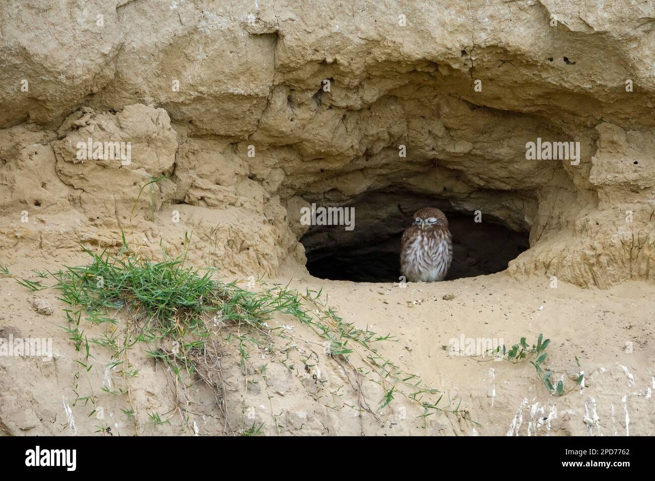 The Little Owls in a Cave in the Danube Delta of Romania Stock Photo ...