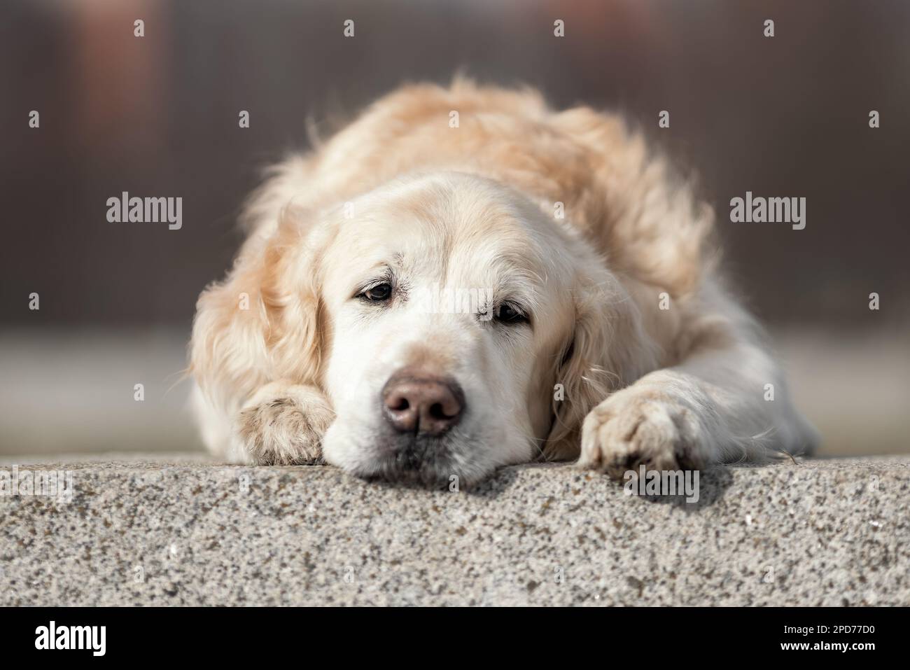 Old sad golden labrador retriever dog lying down outdoors Stock Photo ...