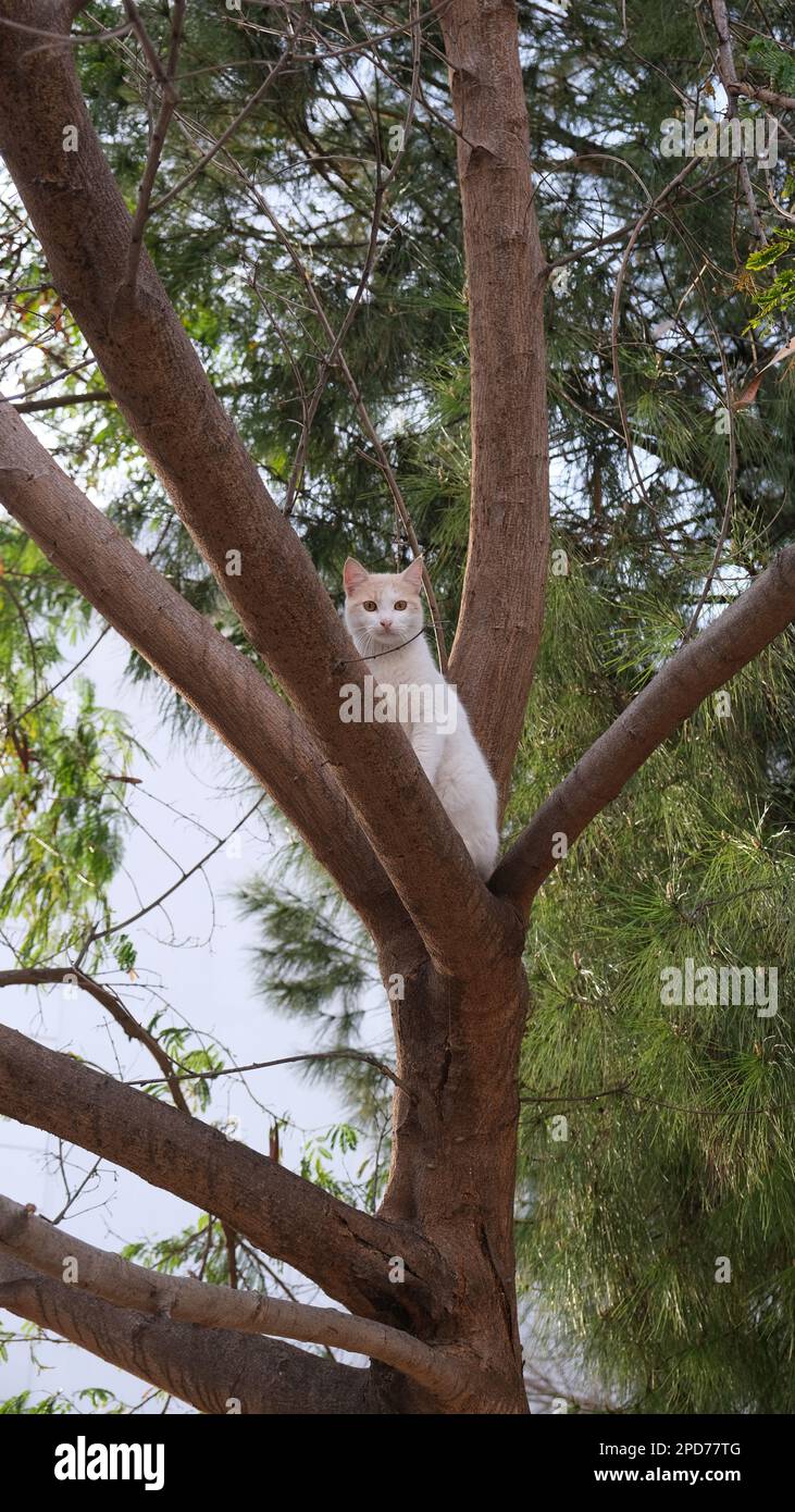 Cat sitting on a tree Stock Photo - Alamy