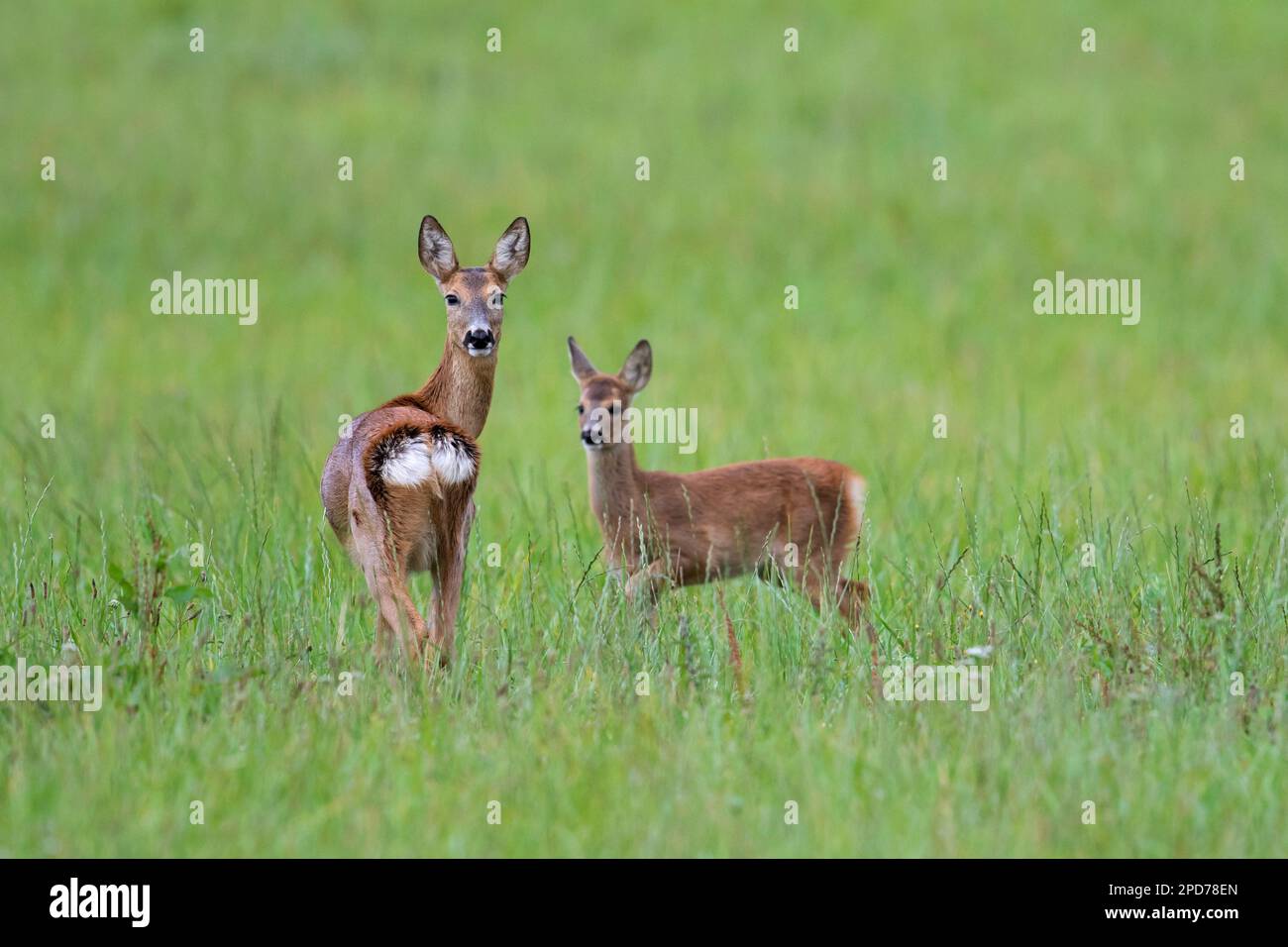European roe deer (Capreolus capreolus) female / doe with young ...