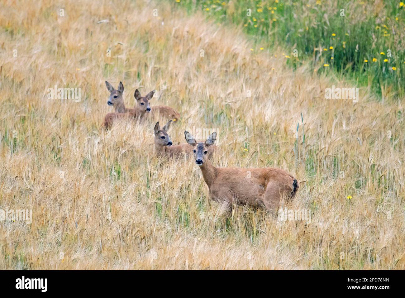 European roe deer (Capreolus capreolus) female / doe with three young ...
