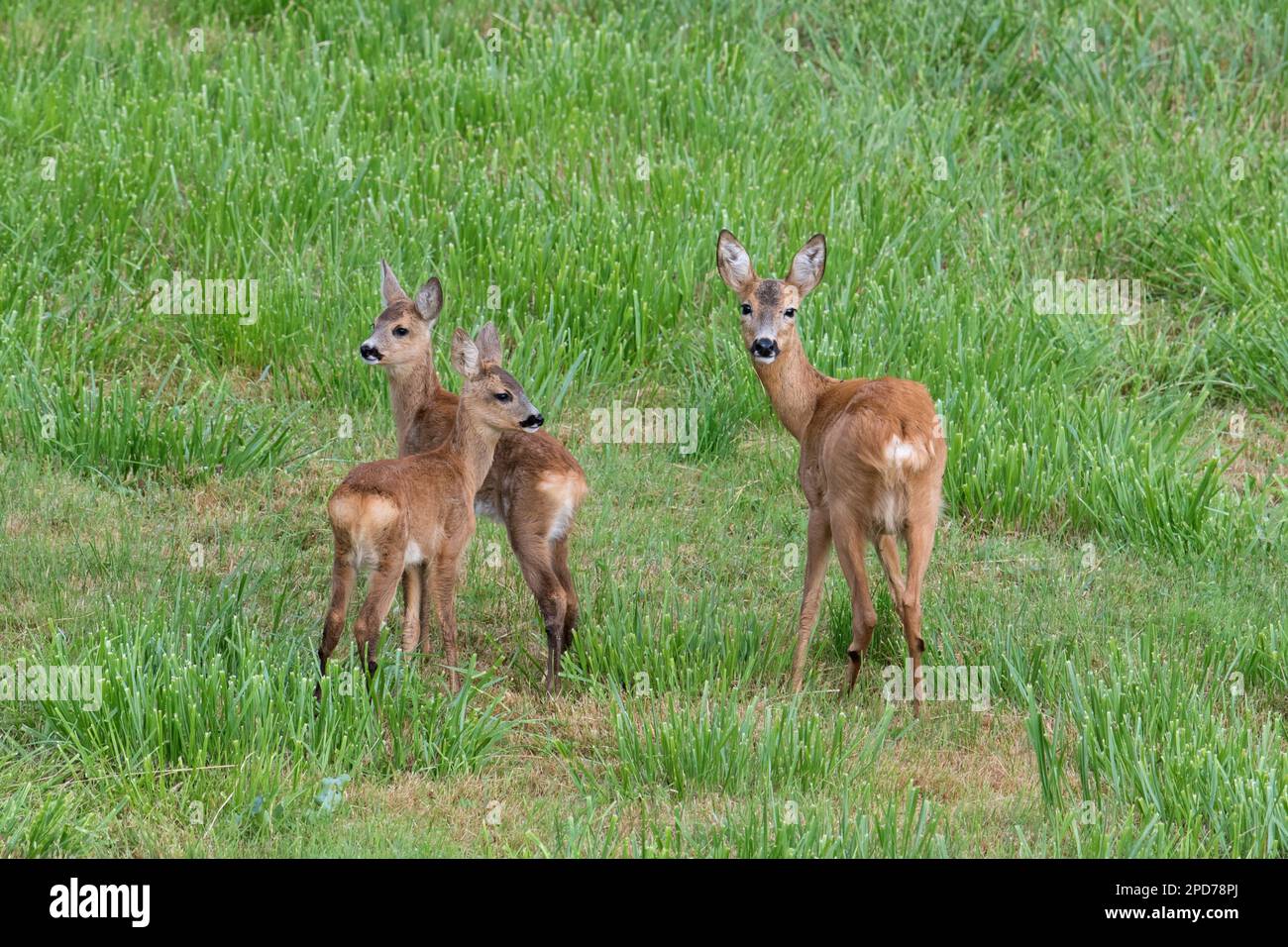 European roe deer (Capreolus capreolus) female / doe with two young ...