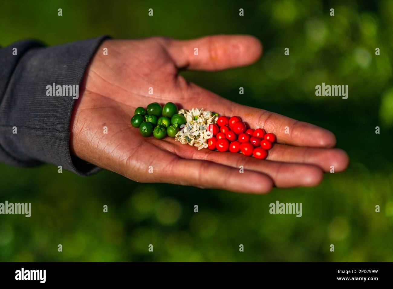 Chiltepin peppers, imitating the colours of the Mexican flag, are seen ...