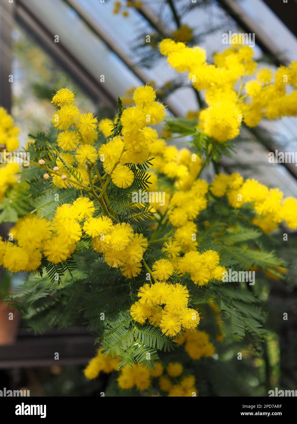 Acacia dealbata flowers hi-res stock photography and images - Alamy