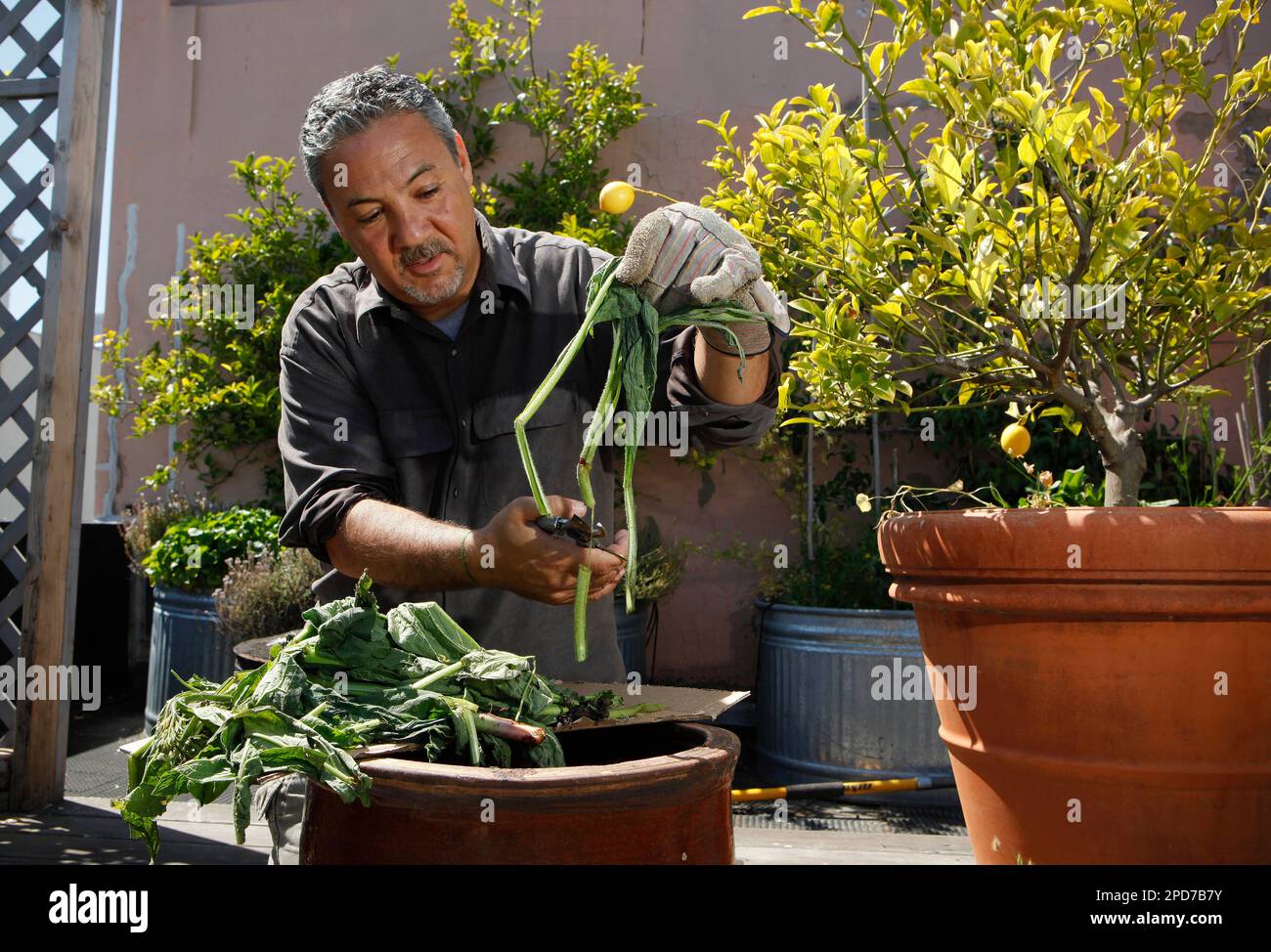 Fred Bove creates a Comfrey and Nettles Tea. The plants are chopped ...
