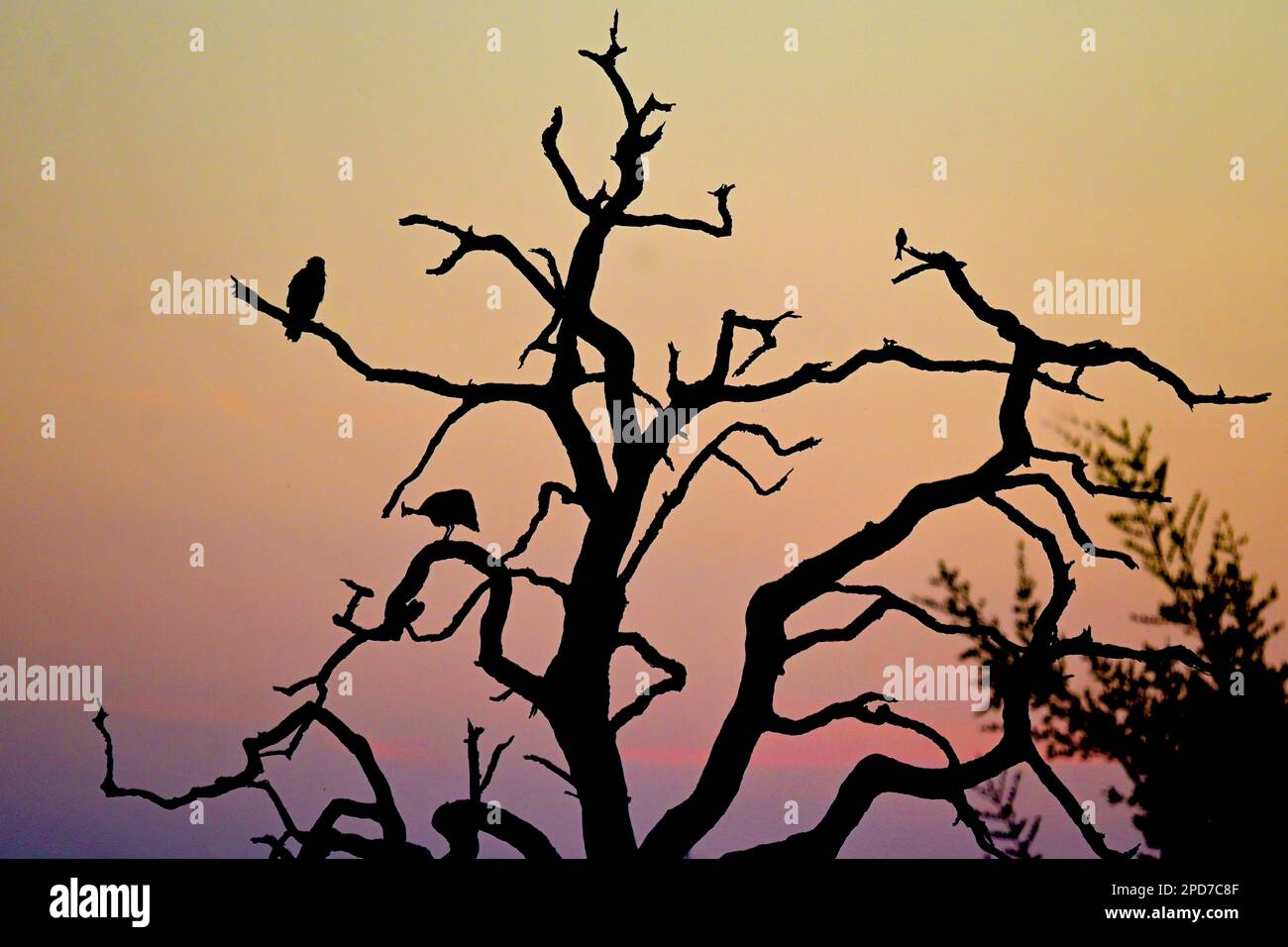 Dead tree with perching birds, Kruger national park, South Africa Stock ...