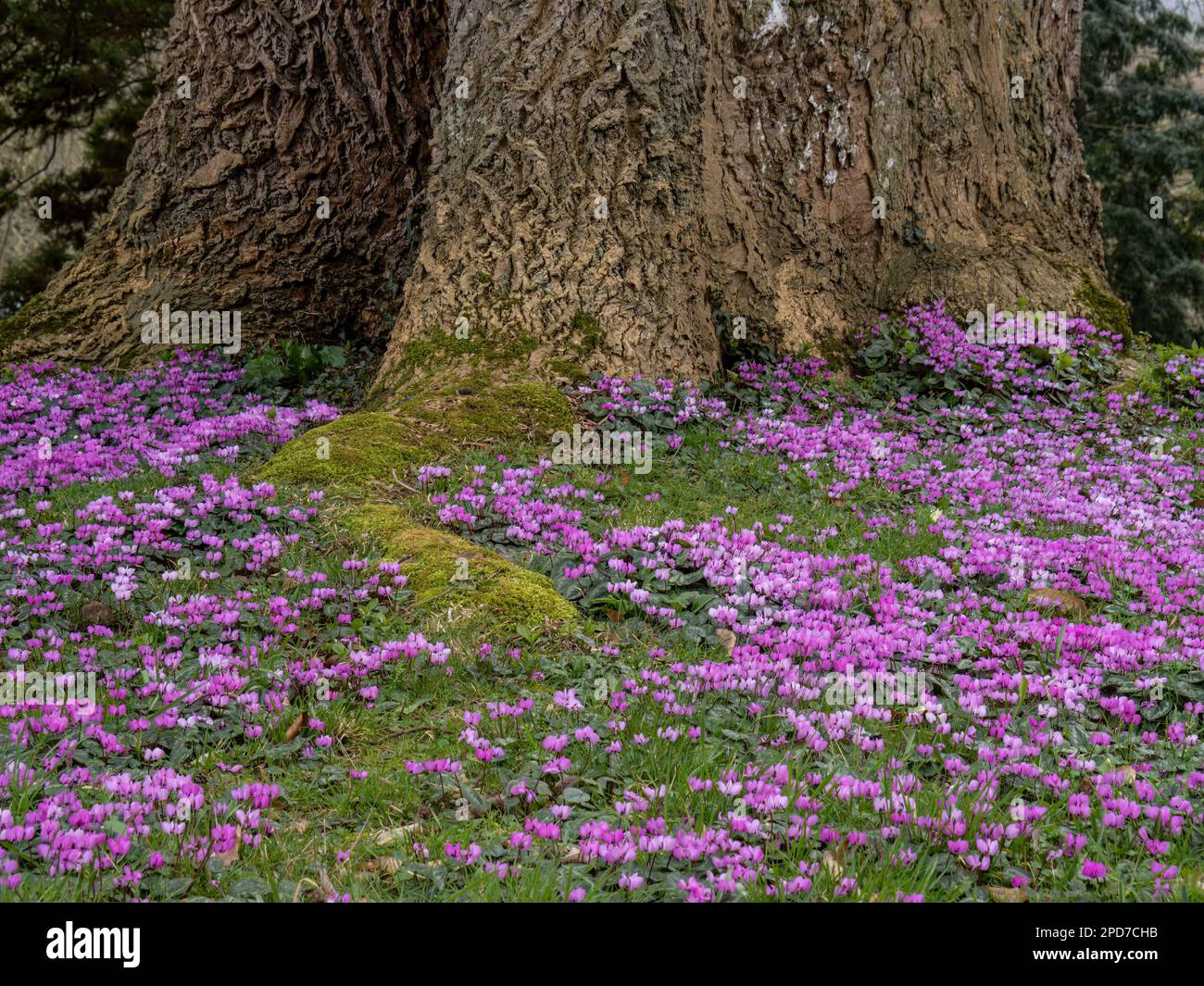 Cyclamen hederifolium uk hi-res stock photography and images - Alamy