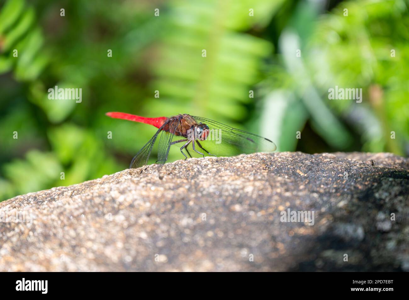 The Spine-tufted skimmer, or brown-backed red marsh hawk, is a species ...