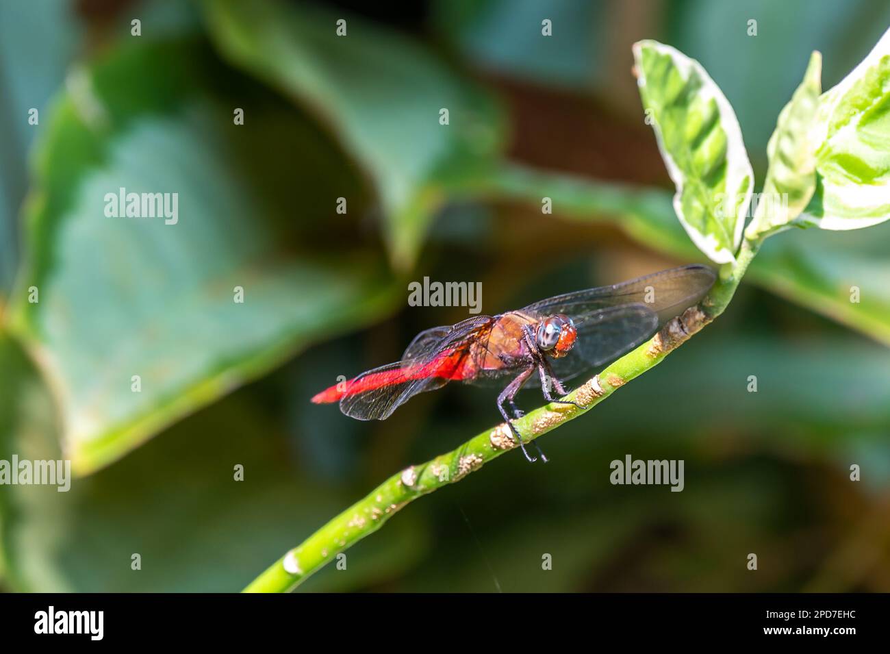 The Spine-tufted skimmer, or brown-backed red marsh hawk, is a species ...
