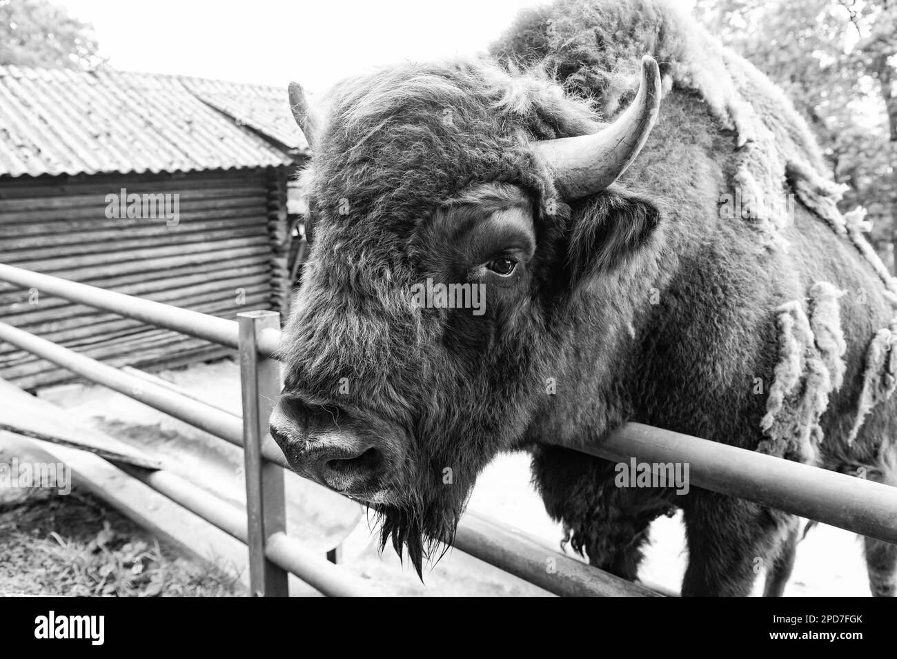 big bison head in zoo animal park outside Stock Photo - Alamy