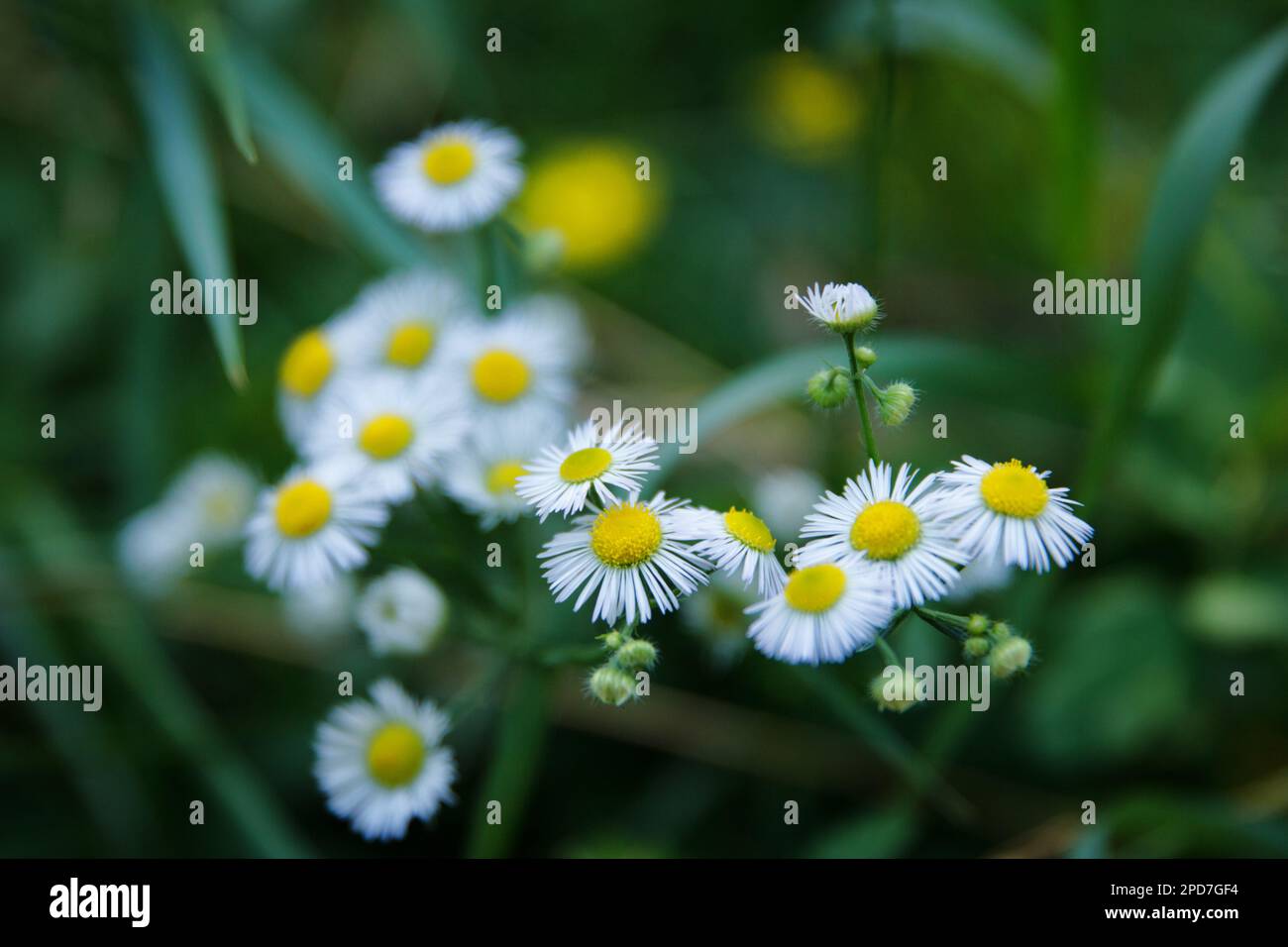 Chamomile flowering in a meadow in grass, on a green background ...