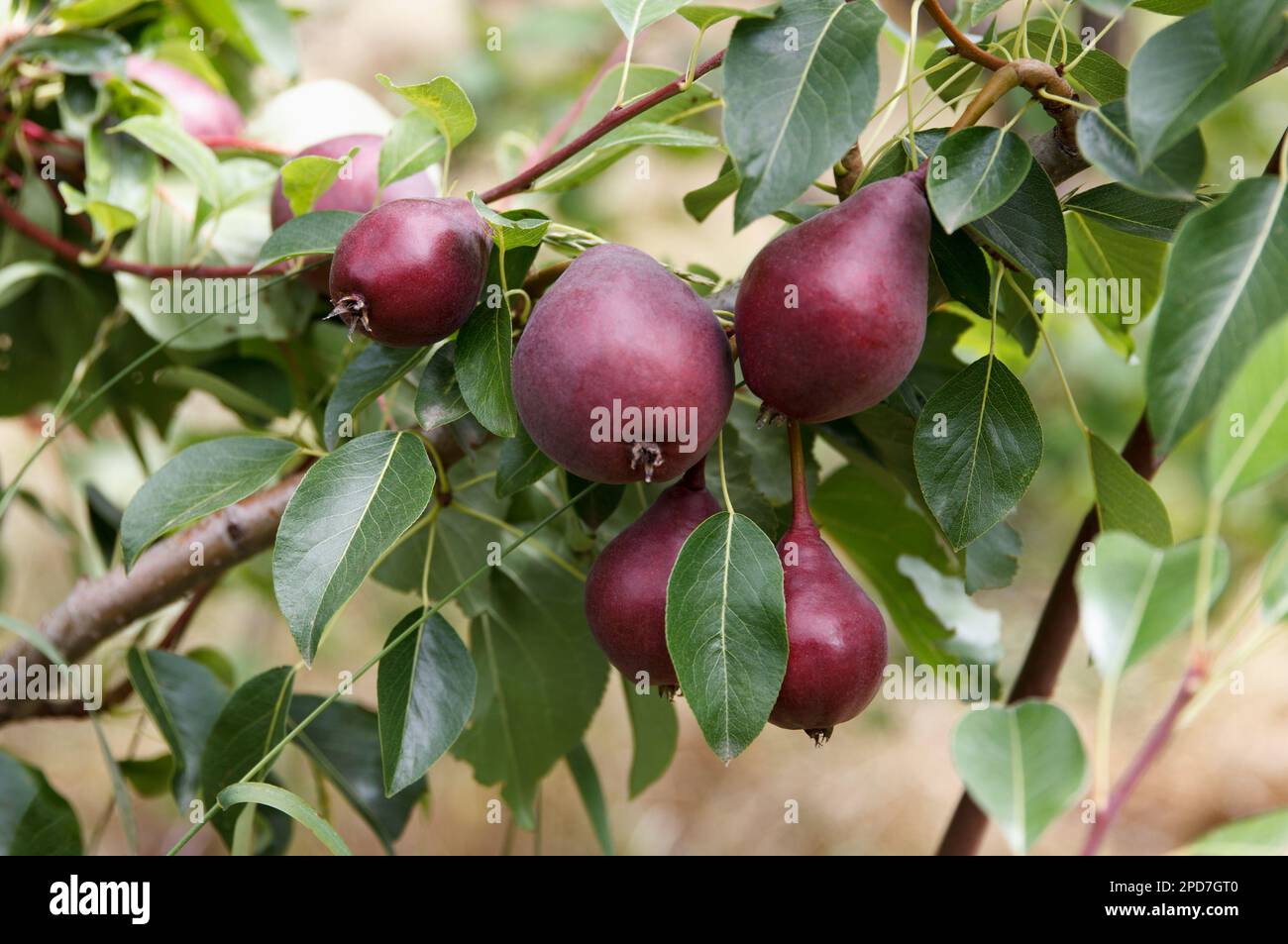 Red appetizing high quality pears grow and ripening on a tree in a ...