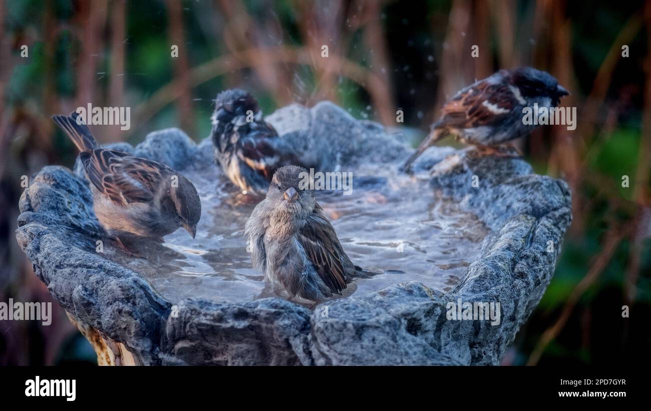 Sparrows having a bath Stock Photo - Alamy