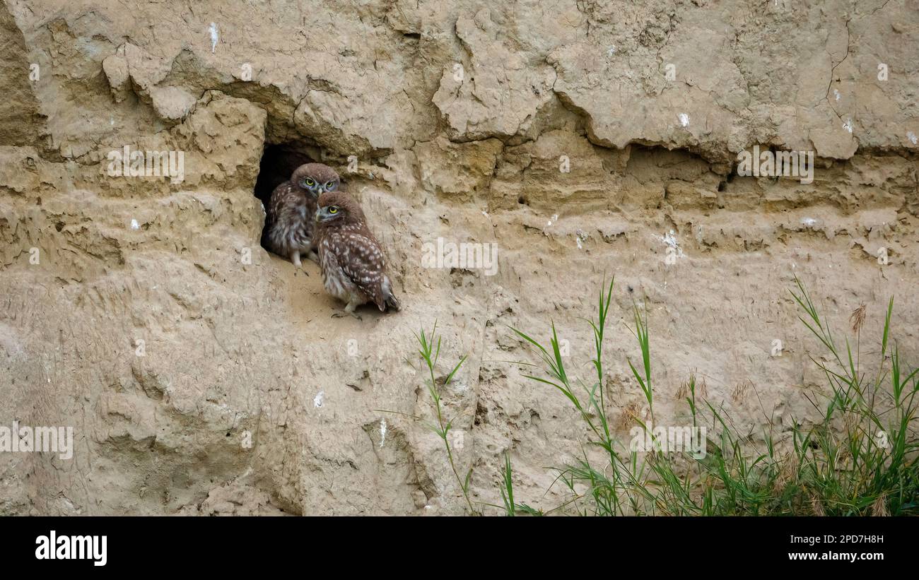 The Little Owls in a Cave in the Danube Delta of Romania Stock Photo ...