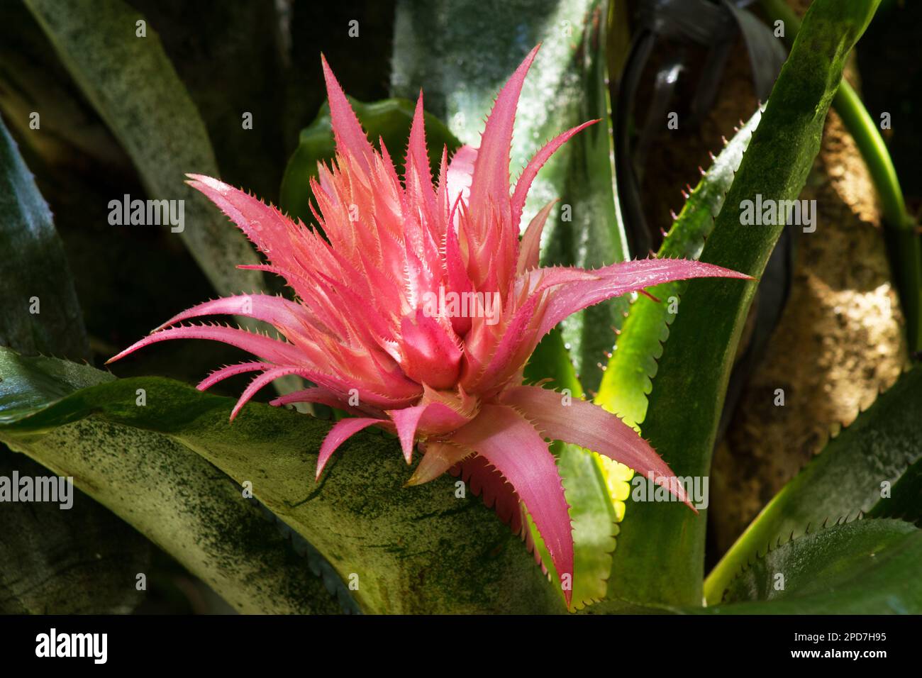 Silver Vase Plant (Aechmea fasciata) bromeliad flower Stock Photo - Alamy