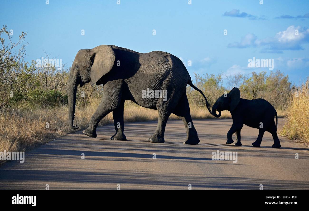Kruger national park, South Africa Stock Photo - Alamy
