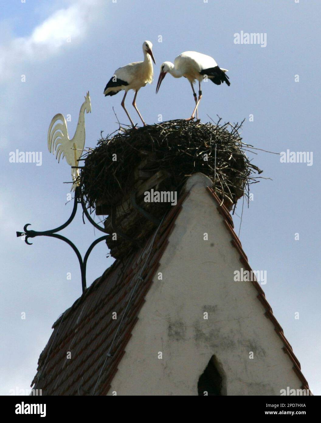 Storks nest in Holzen near Loerrach, southern Germany, Tuesday, April 4 ...