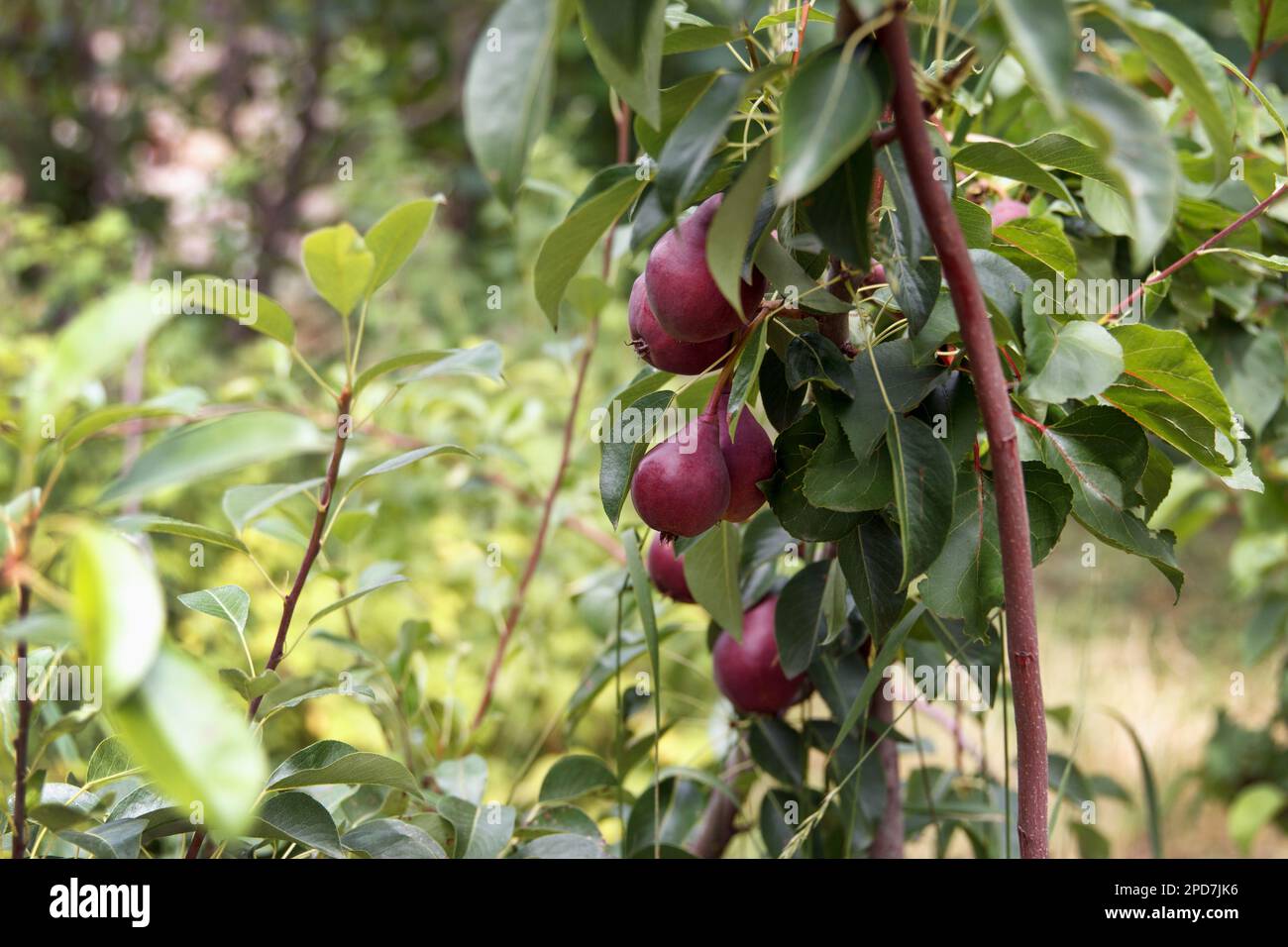 Red appetizing pears grow and ripening on a tree in a beautiful fruit ...