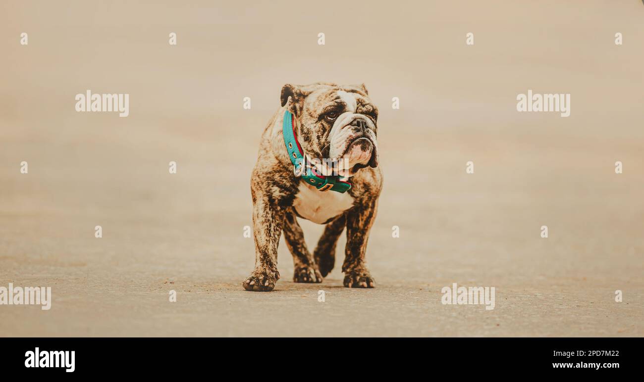 A beautiful spotted bulldog in a turquoise collar walks alone along an ...