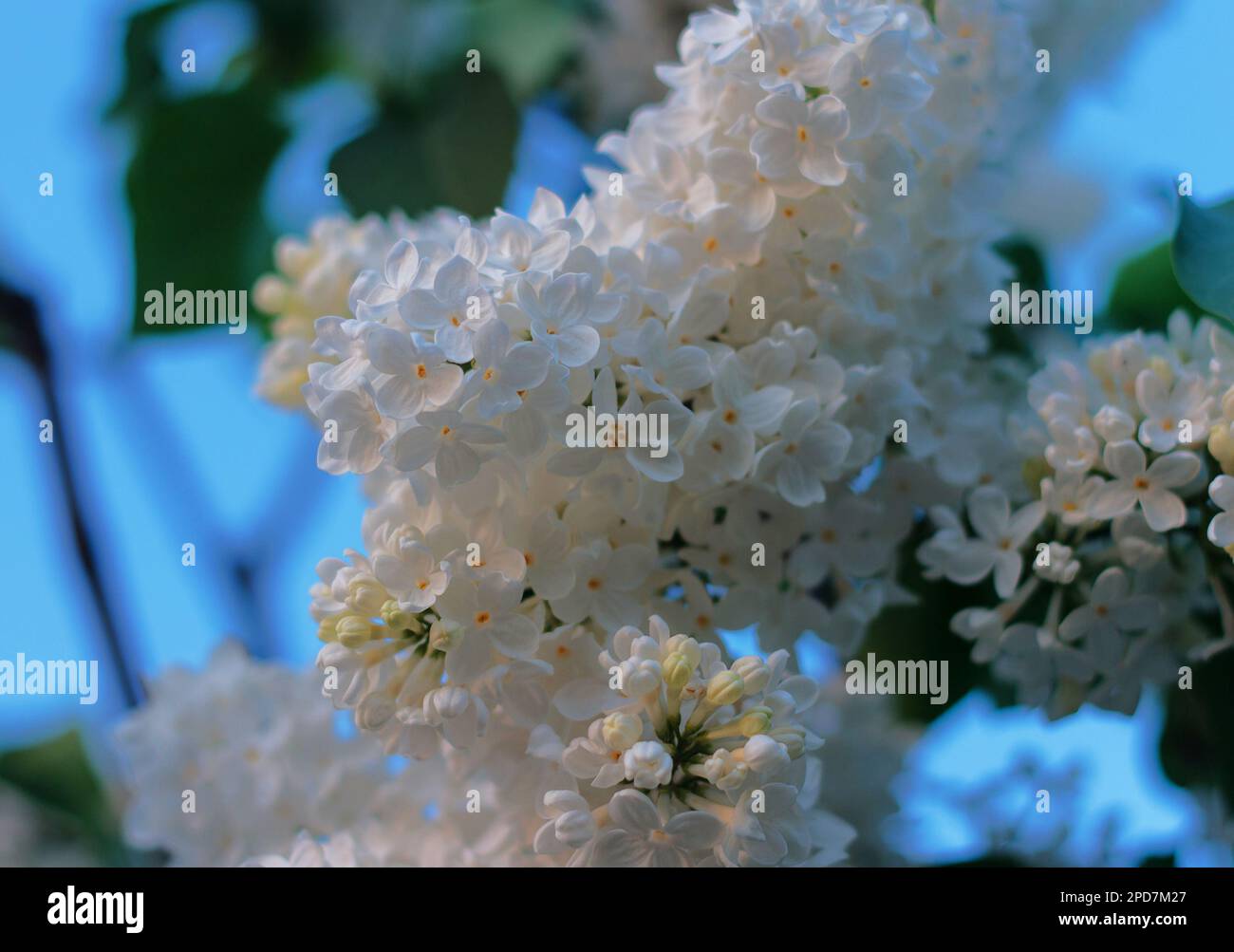 white blossoming lilac Syringa tree on a green background from leaves ...