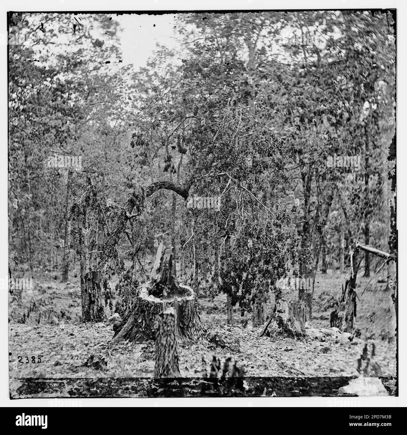 Gettysburg, Pennsylvania. Woods on Culp's Hill showing the effect of ...