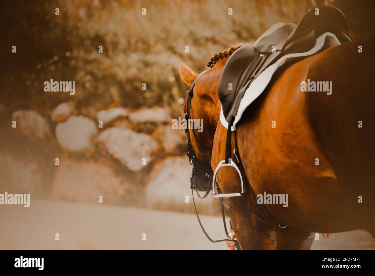 A rear view of a beautiful bay horse, which is wearing sports ...