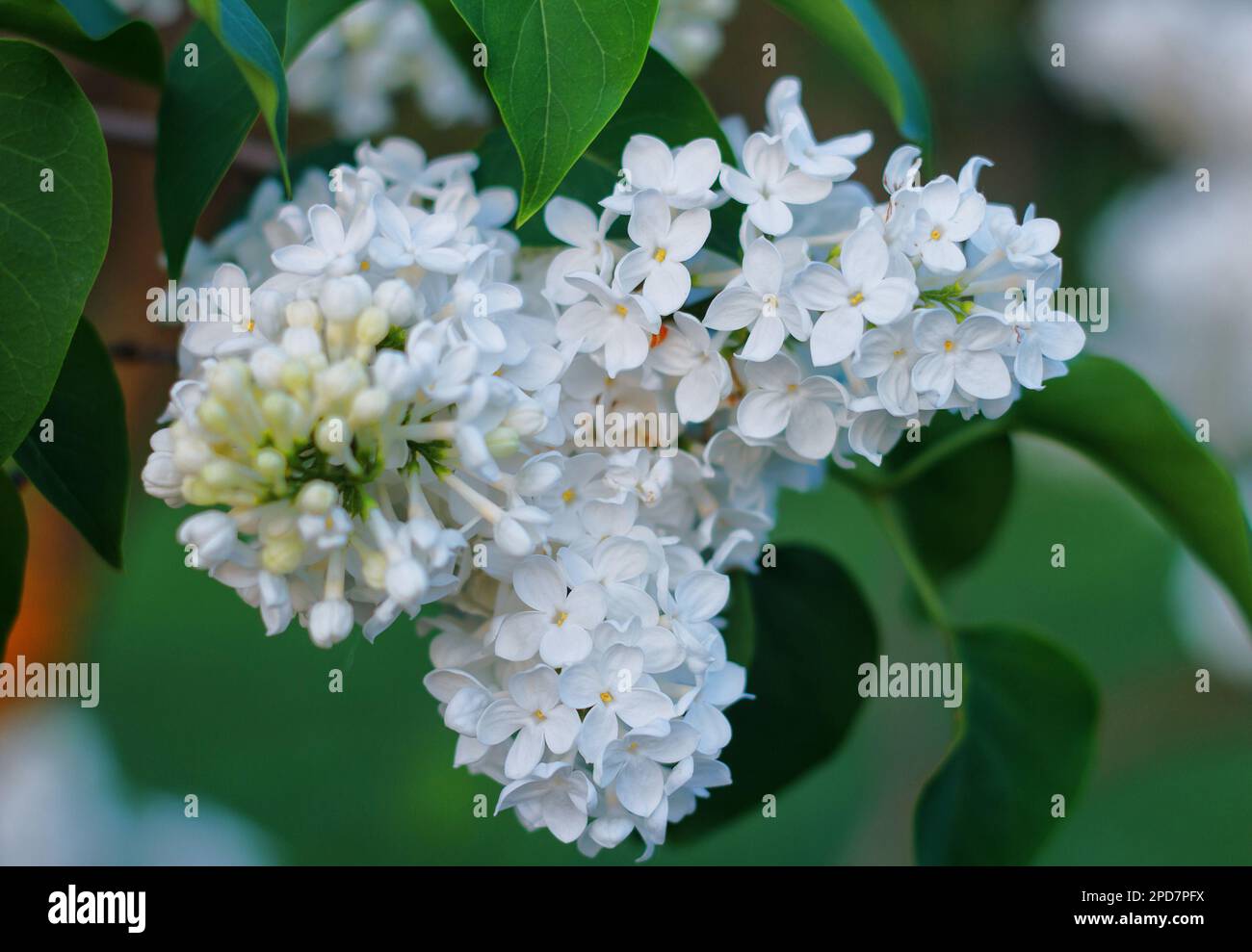 Blossoming decorative white lilac Syringa tree on a green background ...