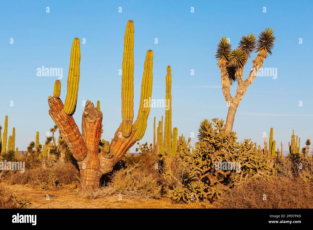 Cactus fields in Mexico, Baja California Stock Photo - Alamy
