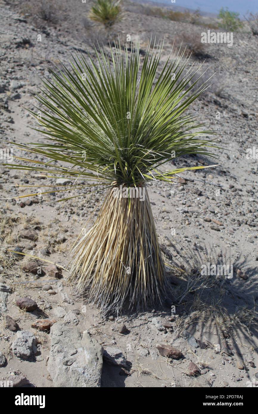 Yucca plant chihuahuan desert big hi-res stock photography and images ...