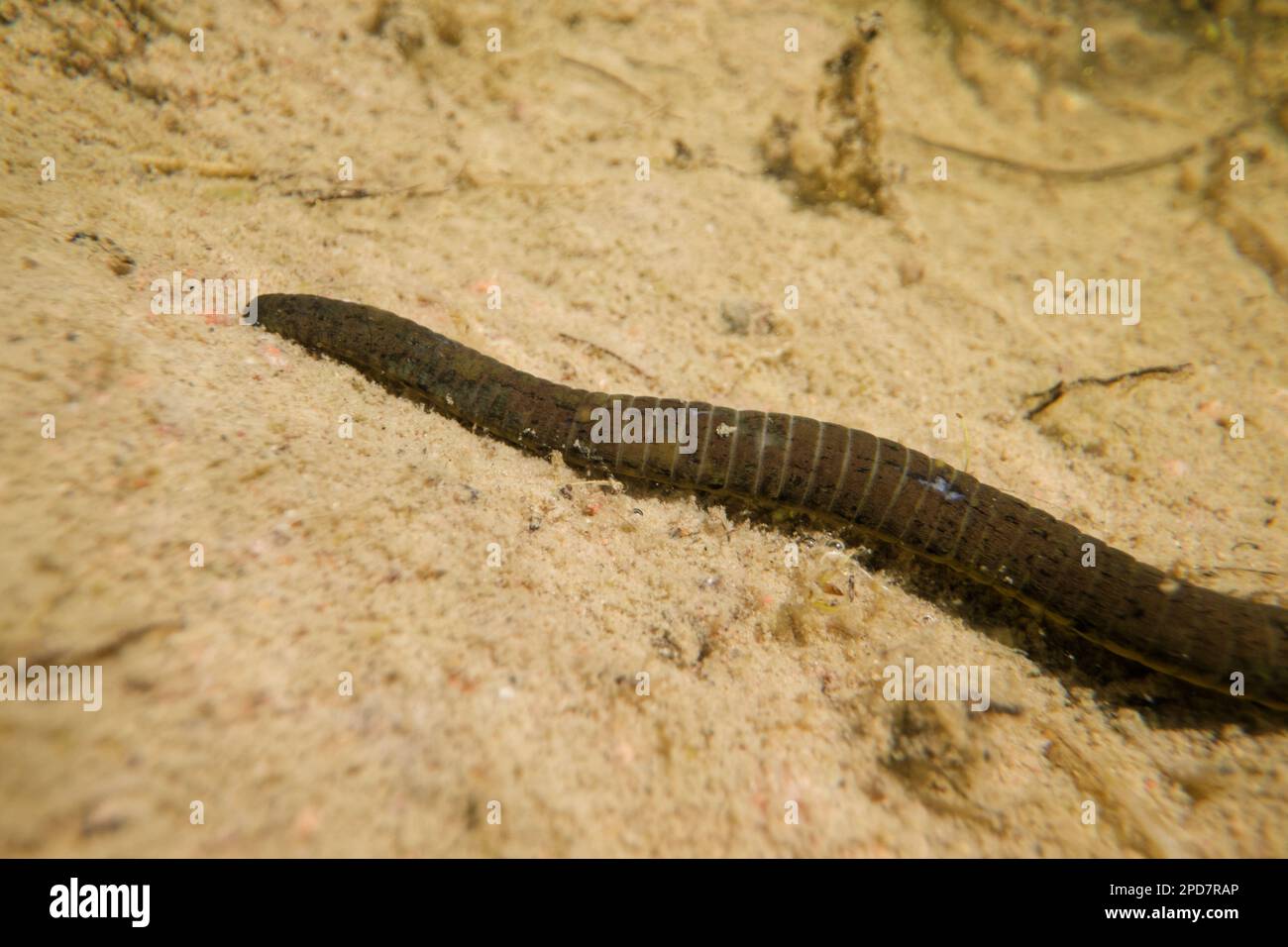 Horse leech (Haemopis sanguisuga) in a freshwater pond, wild Finland ...