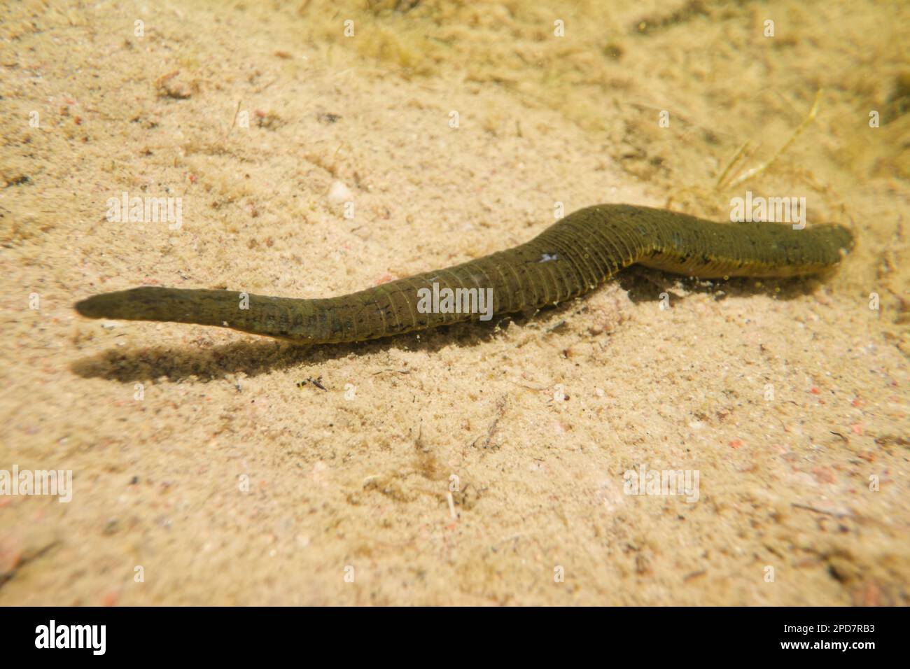 Haemopis sanguisuga hi-res stock photography and images - Alamy