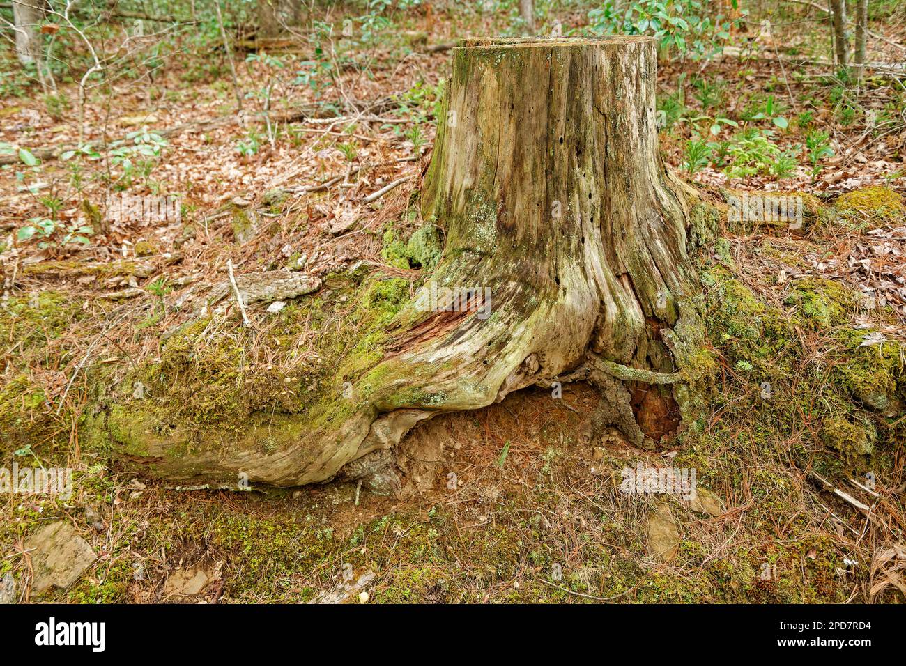 The base of a cut tree still embedded in the hillside with the roots ...
