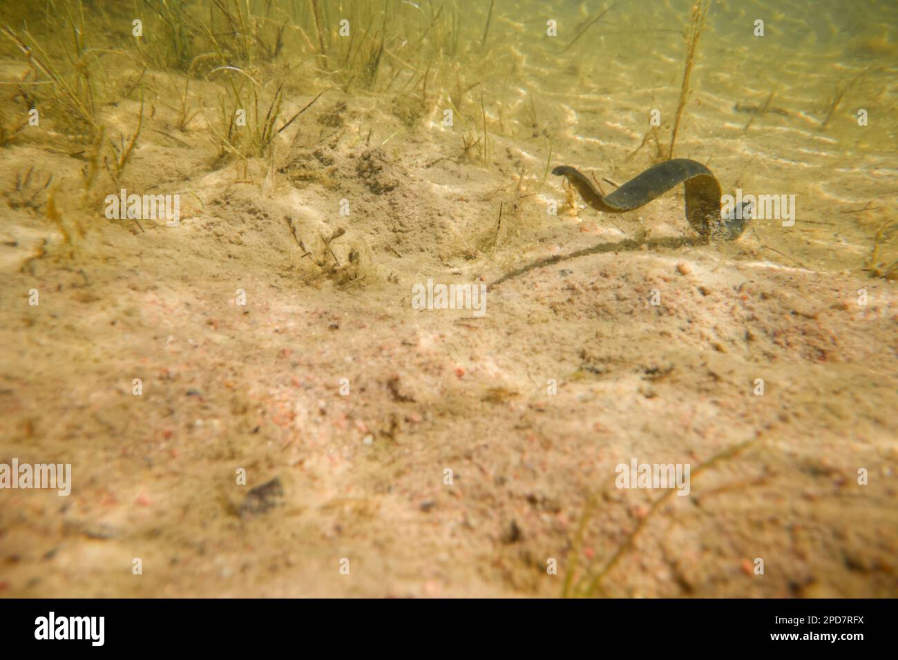 Horse leech (Haemopis sanguisuga) in a freshwater pond, wild Finland ...