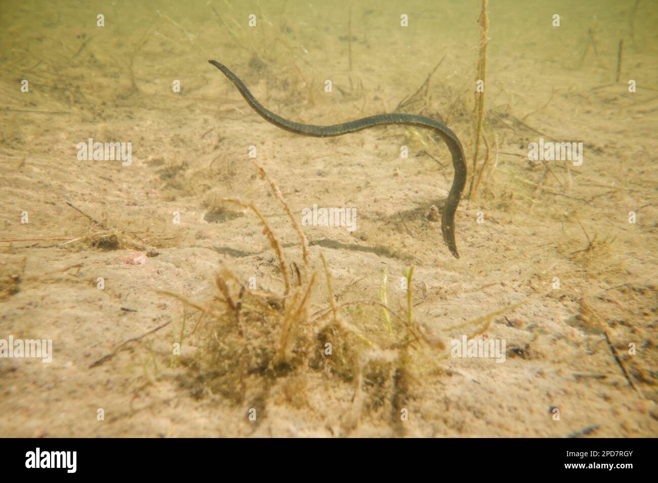 Horse leech (Haemopis sanguisuga) in a freshwater pond, wild Finland ...