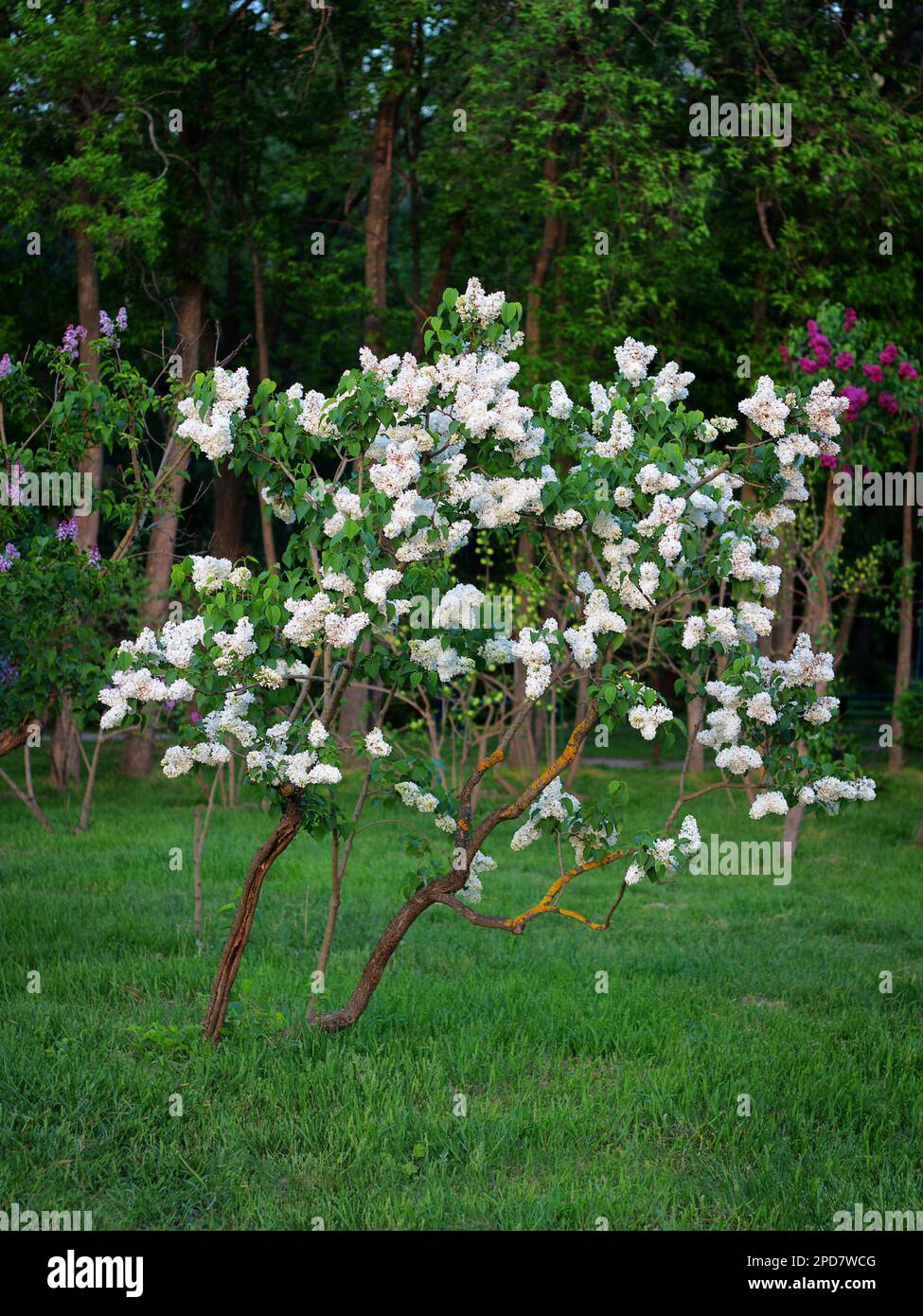 Blossoming decorative white lilac Syringa tree on a green background ...