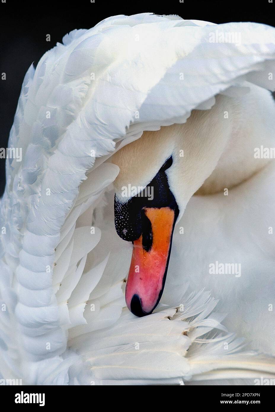 A swan keeps its head under a wing in a protected enclosure at the ...