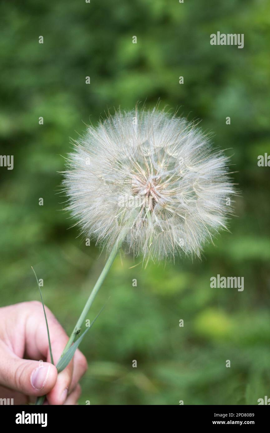 Man seeds background hi-res stock photography and images - Alamy