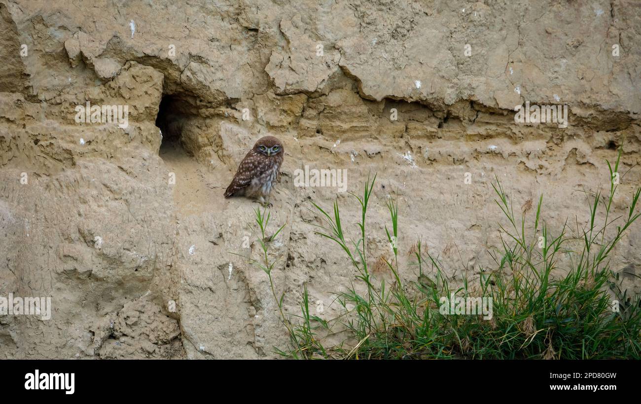 The Little Owls in a Cave in the Danube Delta of Romania Stock Photo ...