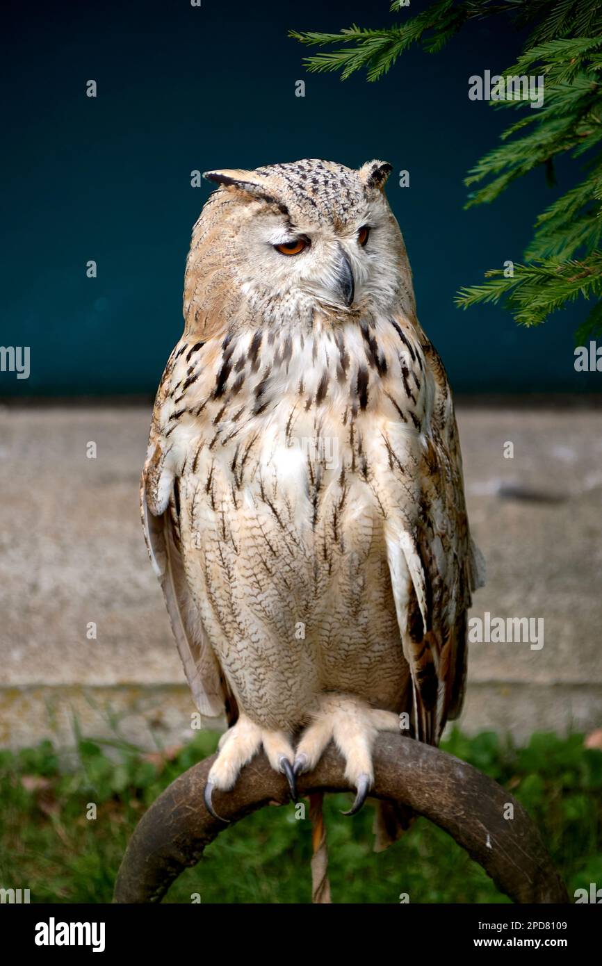 An owl perched on a perch waiting for game. Head, ring, tranquillity ...