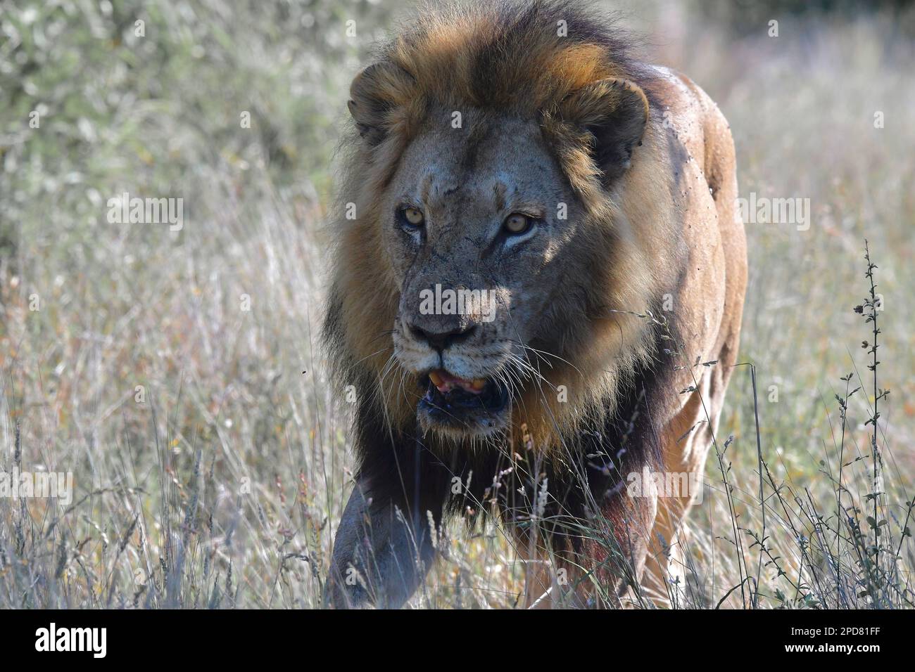 Kruger national park lion angry hi-res stock photography and images - Alamy