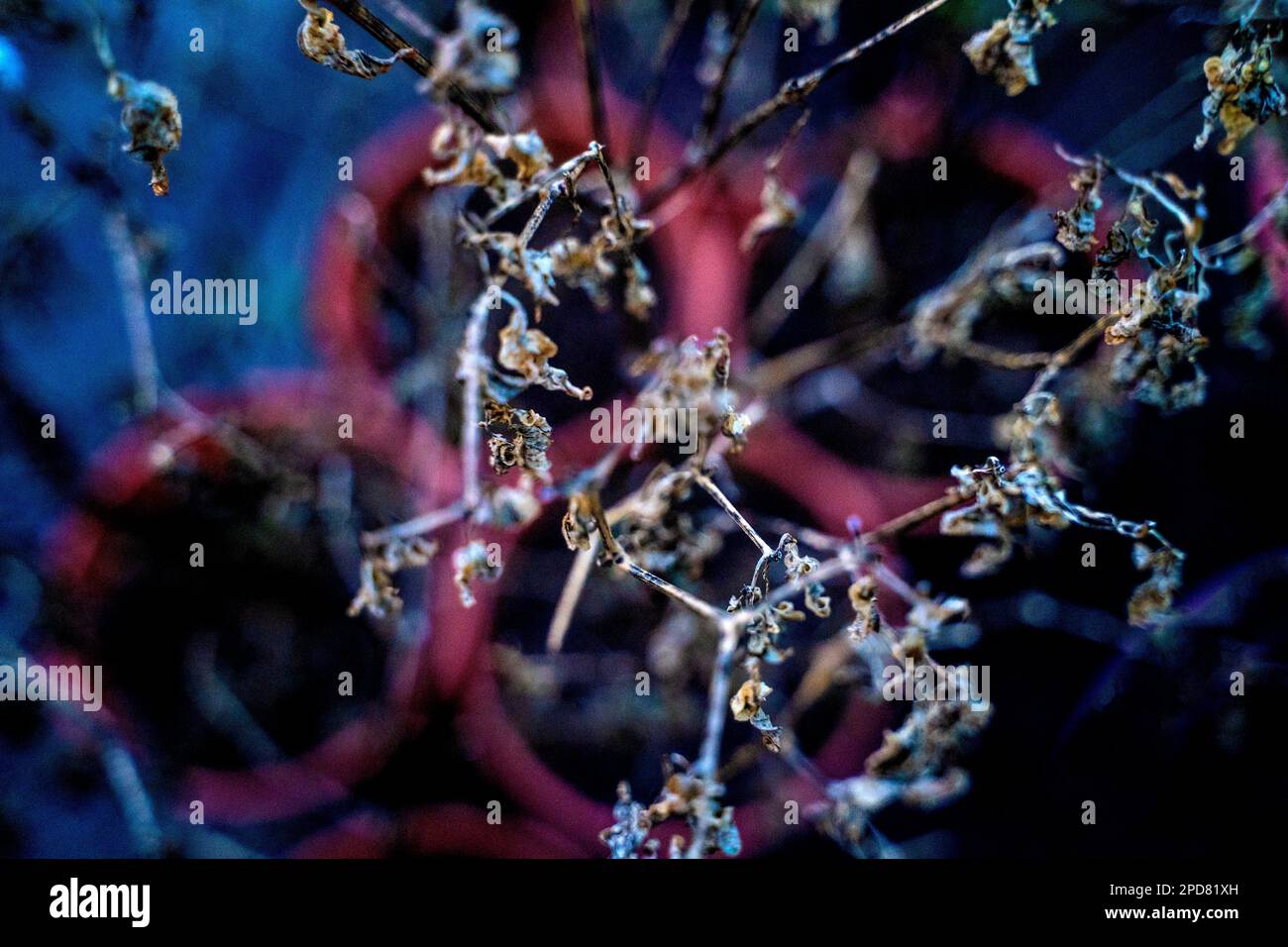 Dying plants hi-res stock photography and images - Alamy