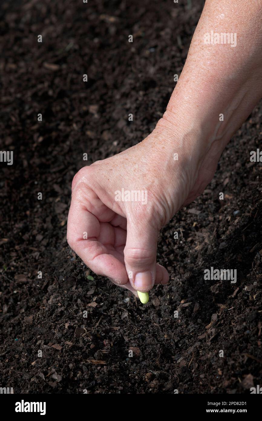 Vertical shot of a female gardener’s hand planting a seed in the soil ...